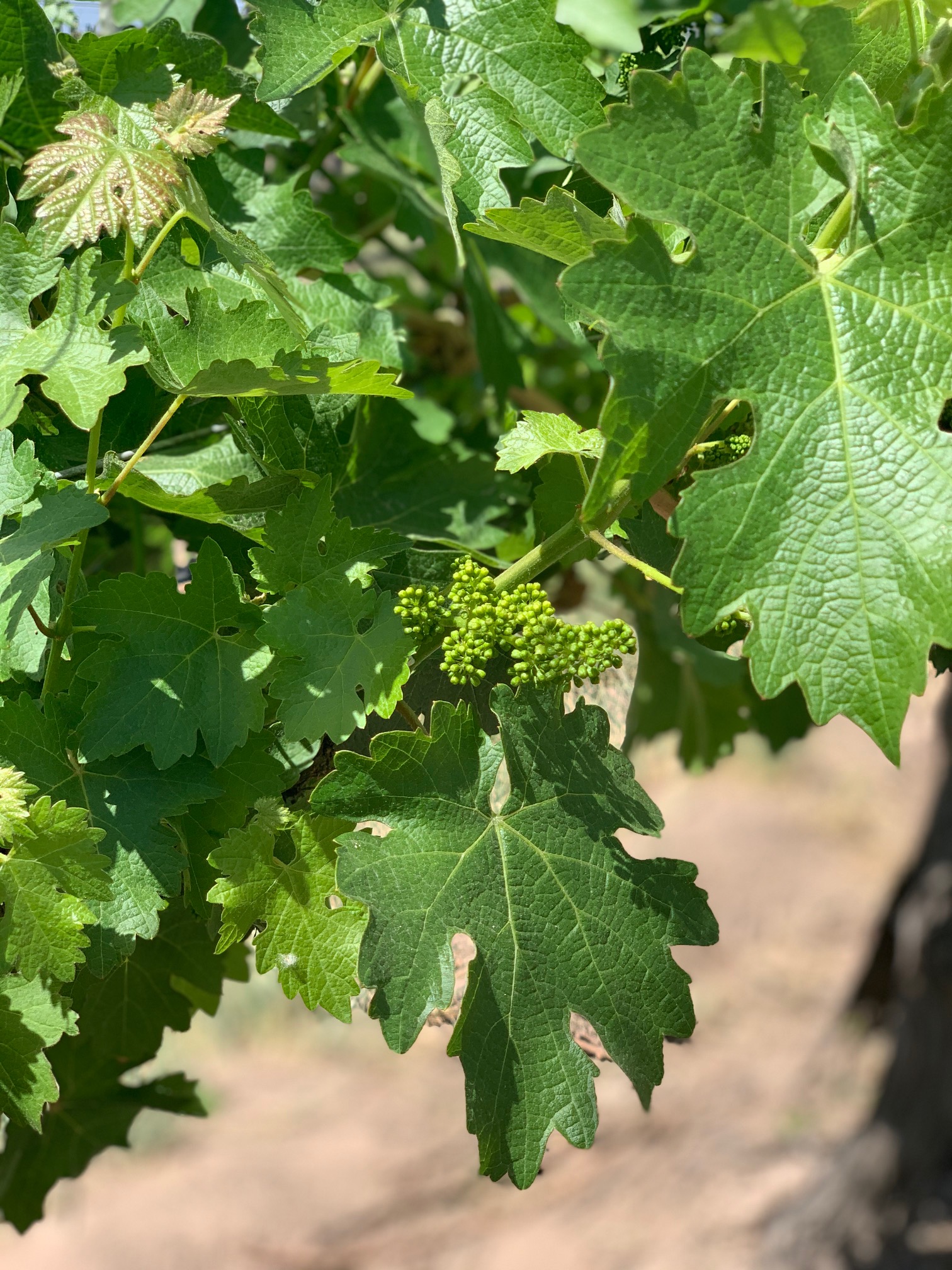 Malbec: A Primer - Advinetures.ca