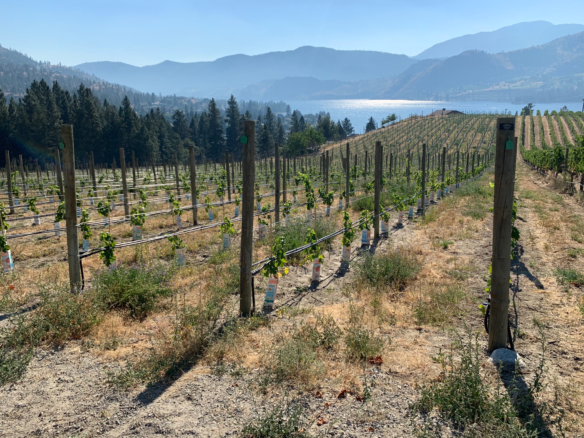 How to Support the BC Wine Industry - Advinetures.ca