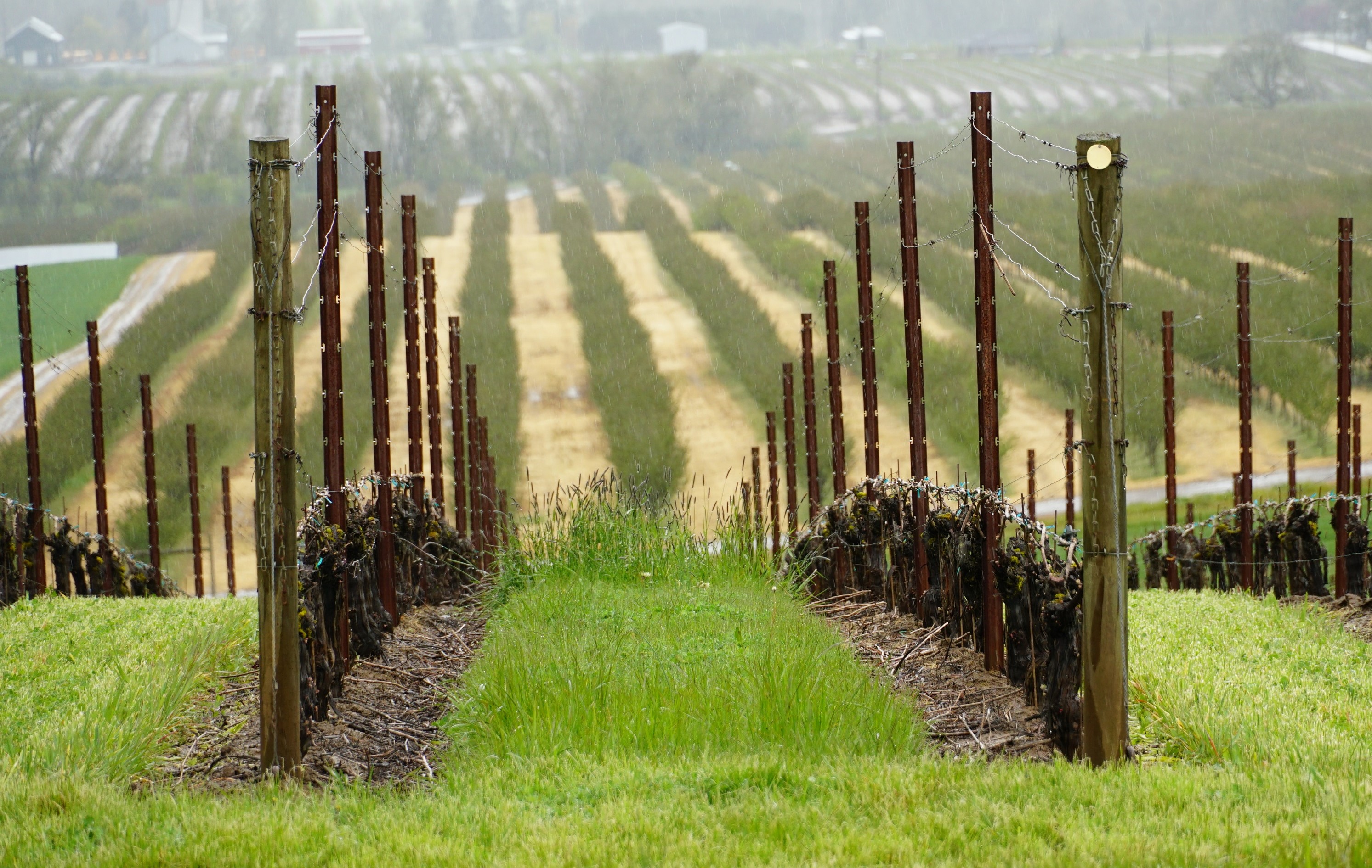 Atticus Wine: Putting Down Roots - Advinetures.ca