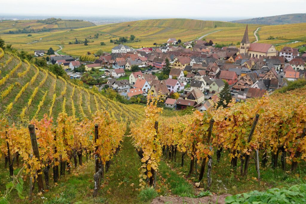 The Wines of Alsace: A Primer - Advinetures.ca