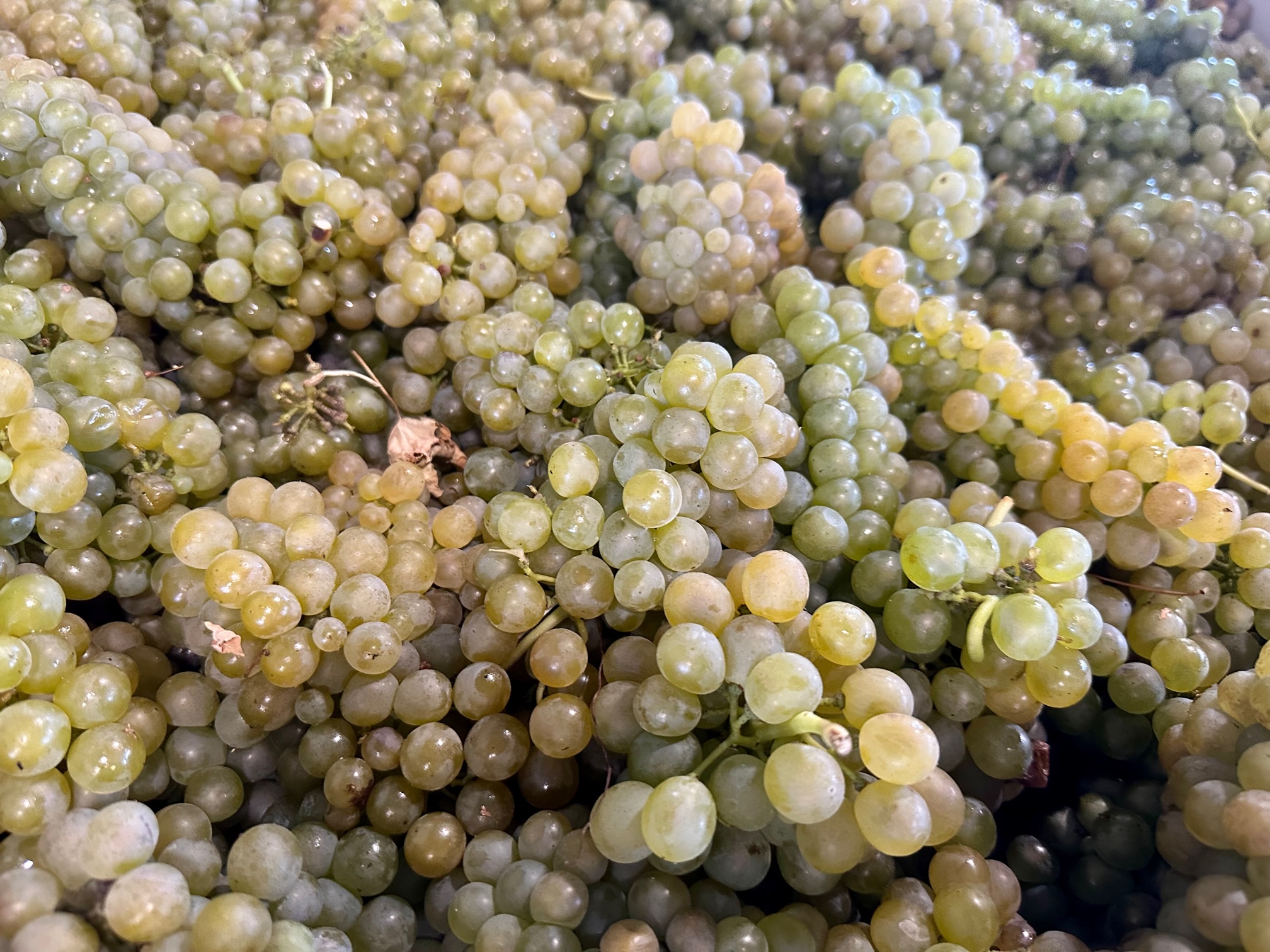 Follow Your Nose: Aromatic White Wines - Advinetures.ca