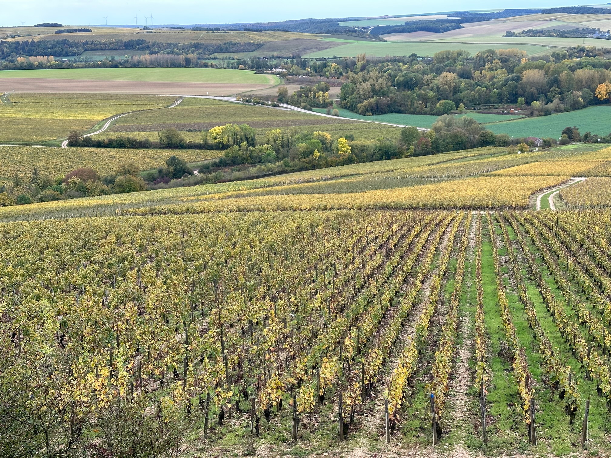 Chablis: A Primer - Advinetures.ca