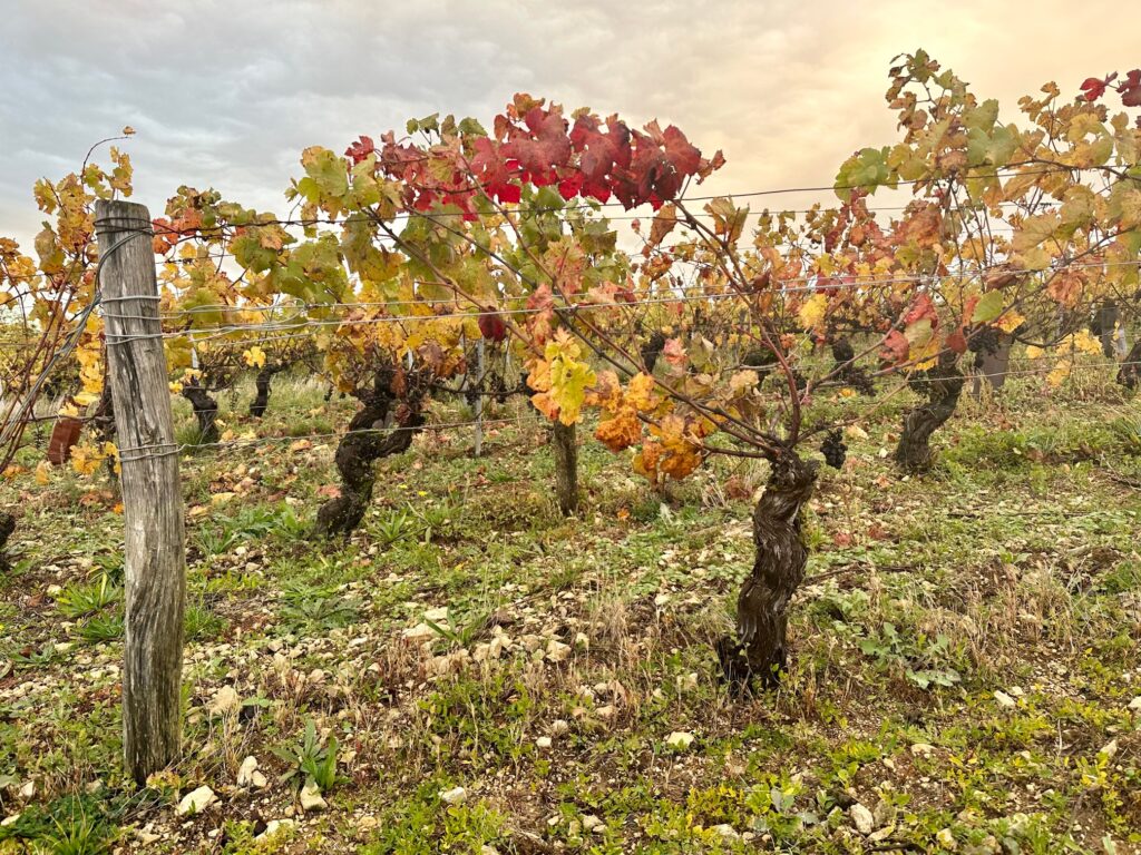 La Chablisienne: A Collective Force in Chablis Wines - Advinetures.ca