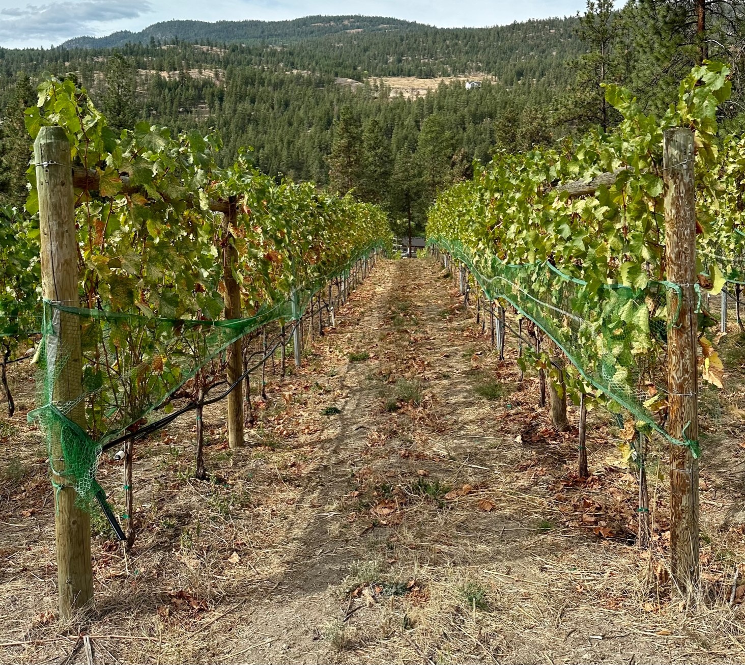 Solvero Wines: Staying Focused - Advinetures.ca