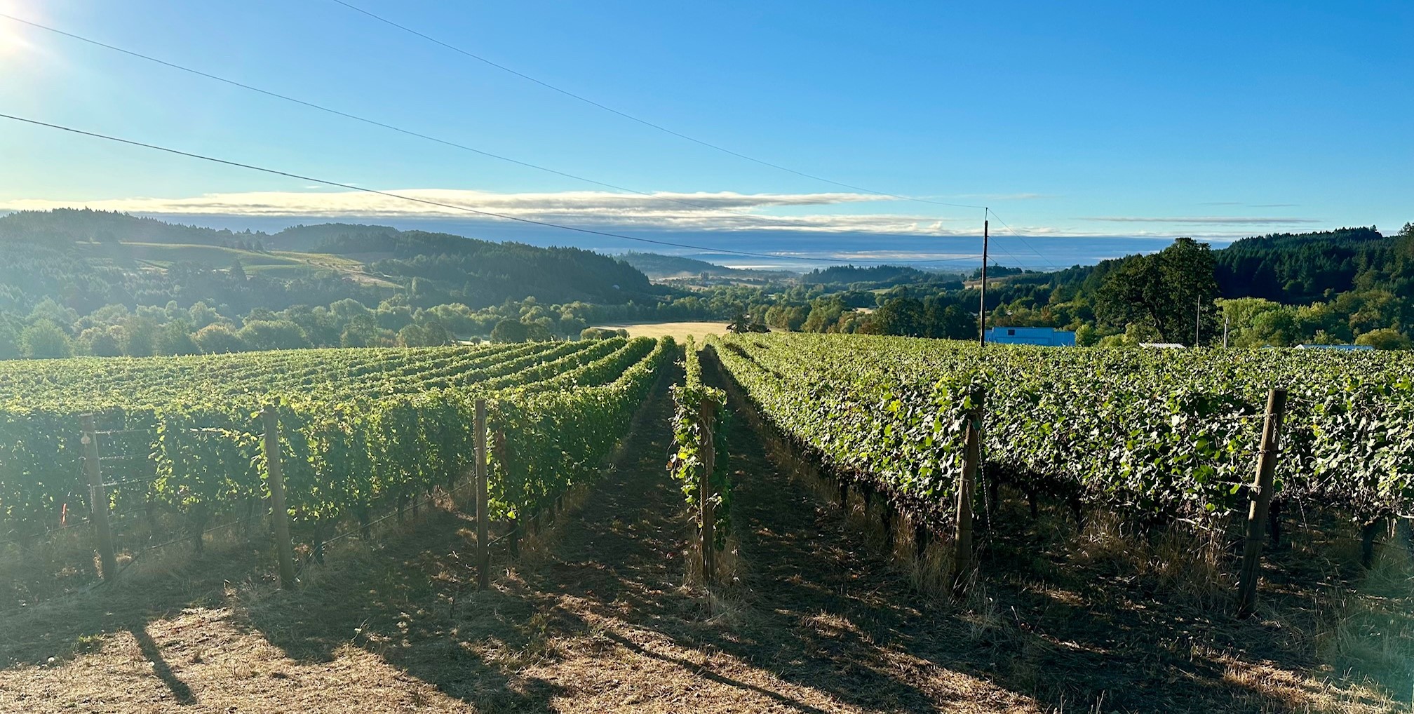 Suzor Wines: Where Avant-Garde Meets the Ancestral Vine - Advinetures.ca
