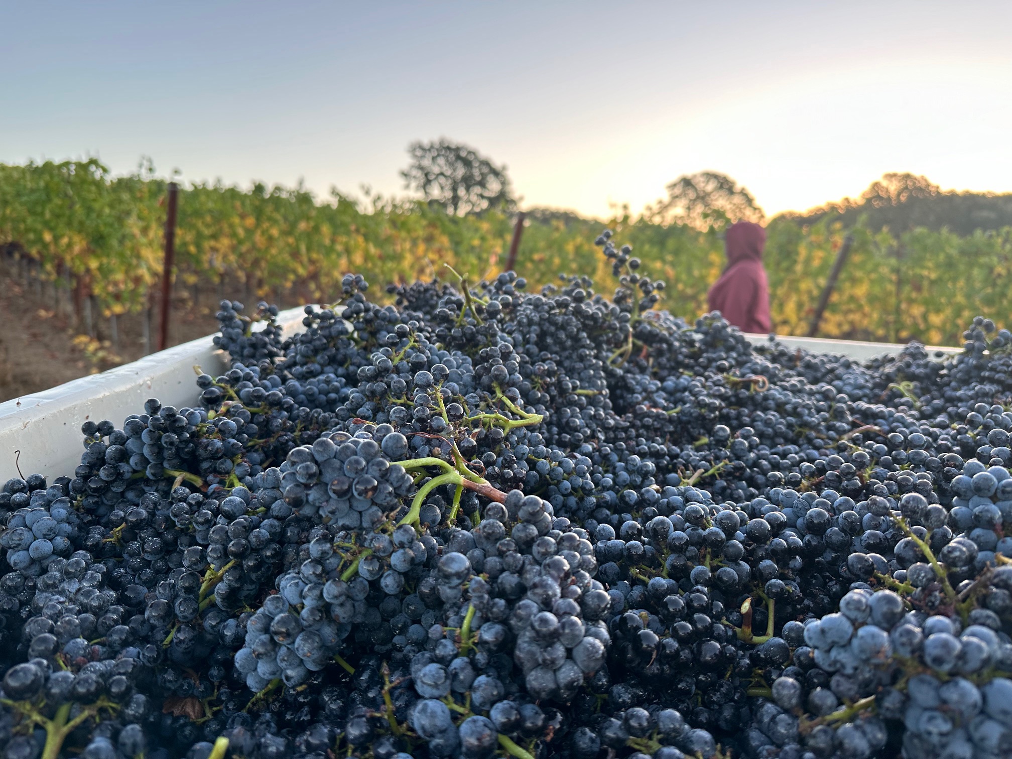 My First Harvest Complete: Grit, Growth, and Gratitude - Advinetures.ca