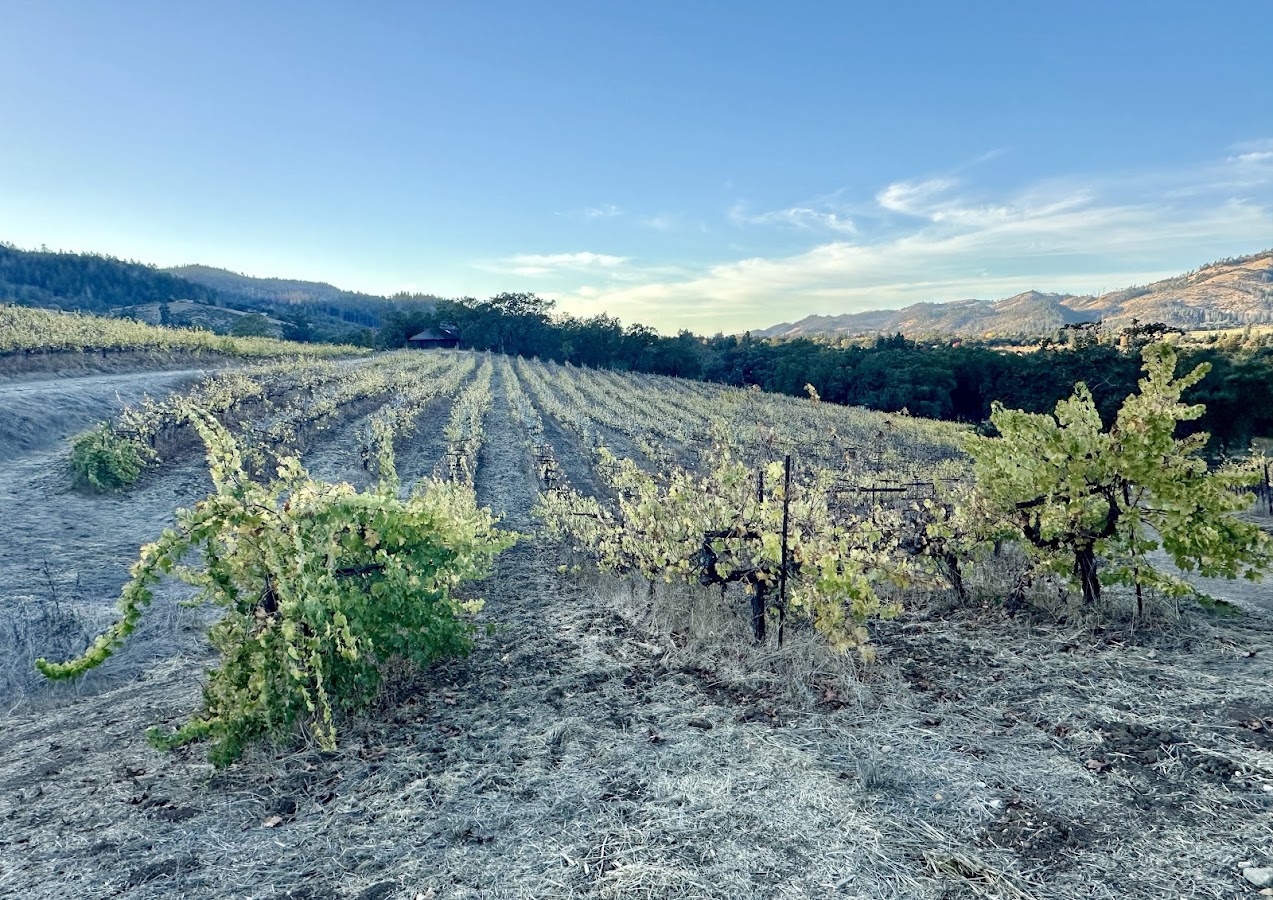 Carneros AVA: A Primer - Advinetures.ca