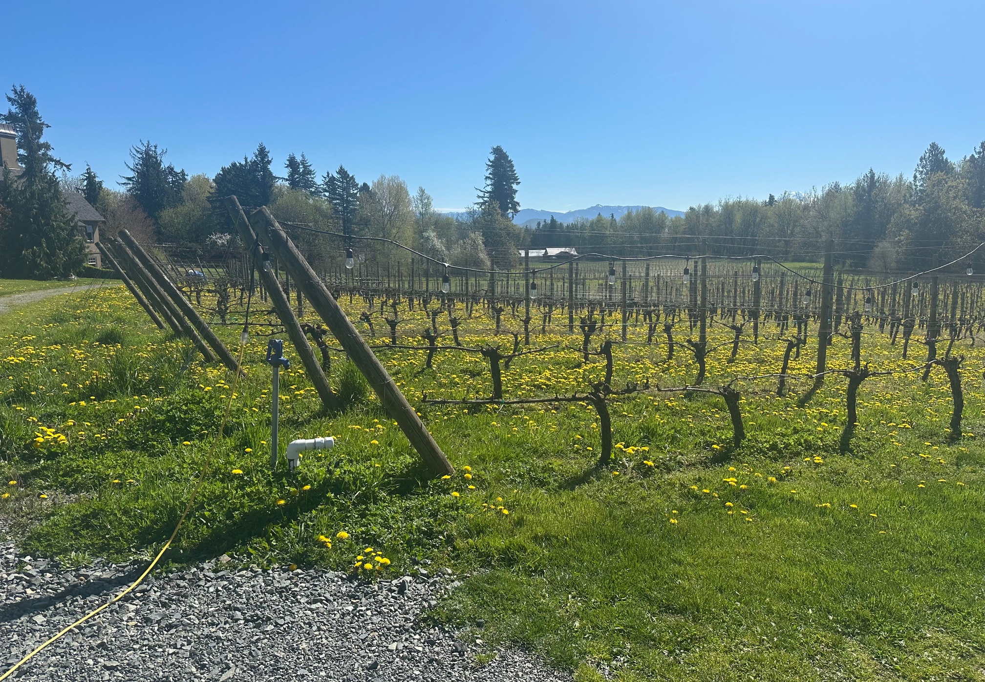 Singletree Winery: From Harness to Harvest - Advinetures.ca